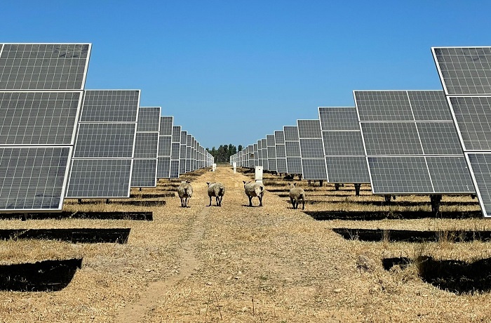 Enel Green Power e IM2 Solar integran pastoreo de ovejas en sus plantas ...